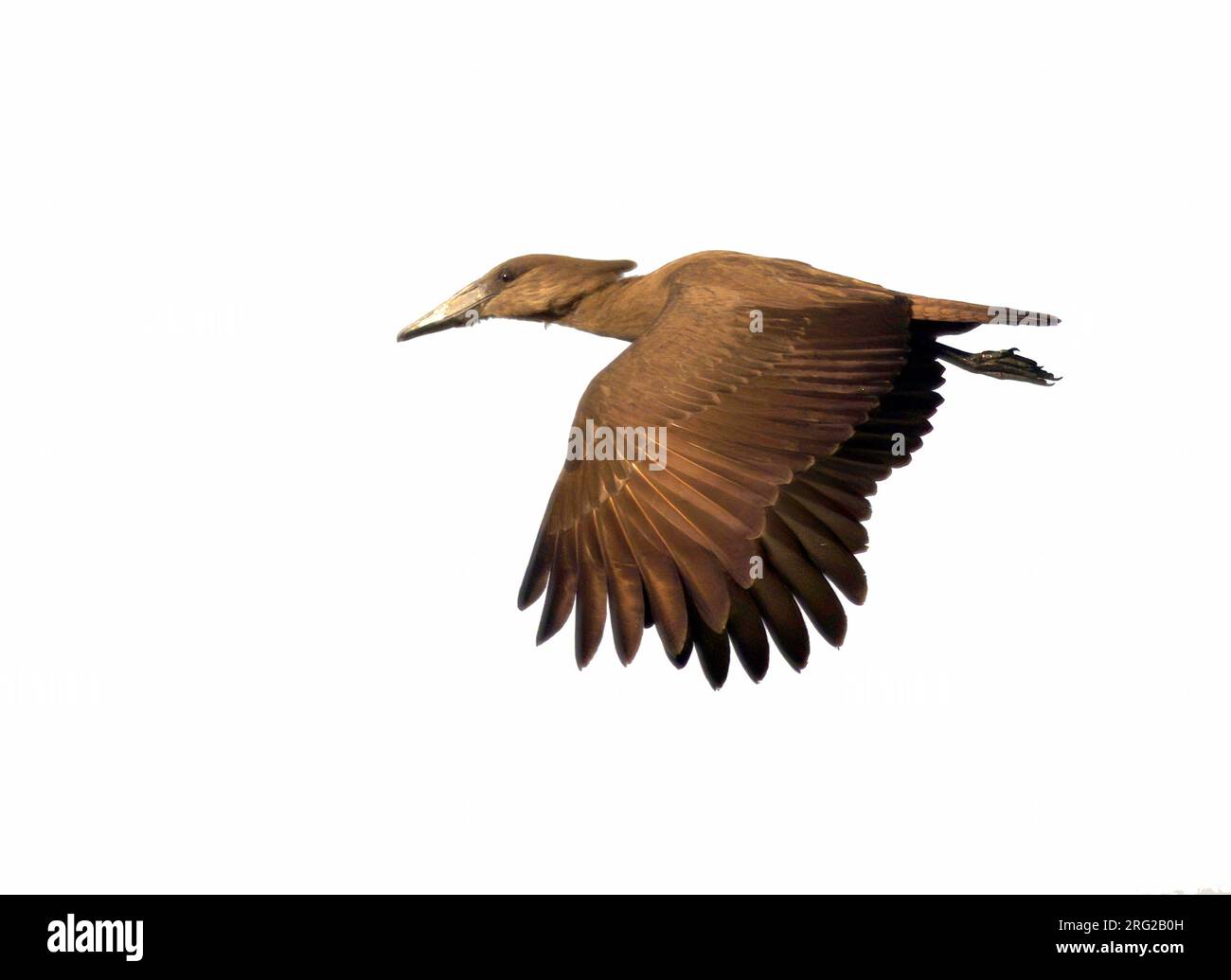Hamerkop in flight hi-res stock photography and images - Alamy