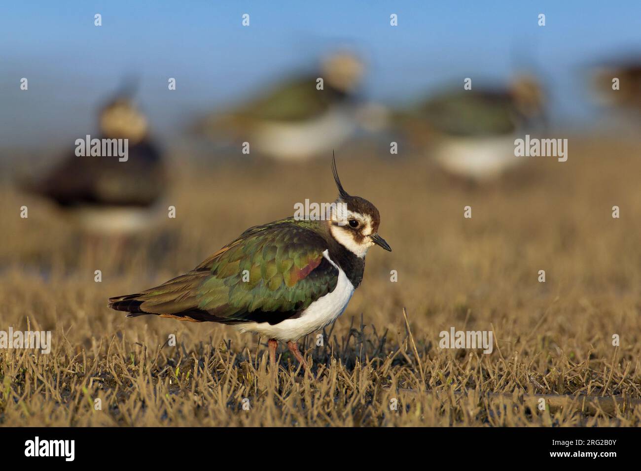 Kievit in nat veld; Northern Lapwing in wet grass Stock Photo - Alamy