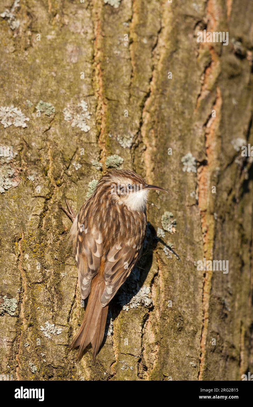 Short-toed Treecreeper - Gartenbaumläufer - Certhia brachydactyla ssp ...