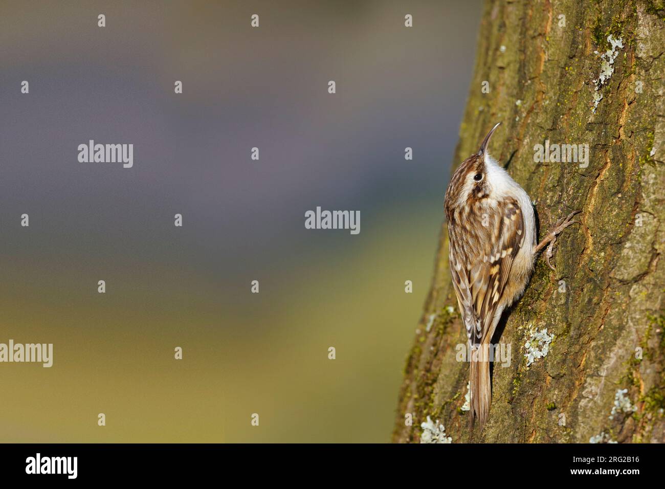 Short-toed Treecreeper - Gartenbaumläufer - Certhia brachydactyla ssp ...