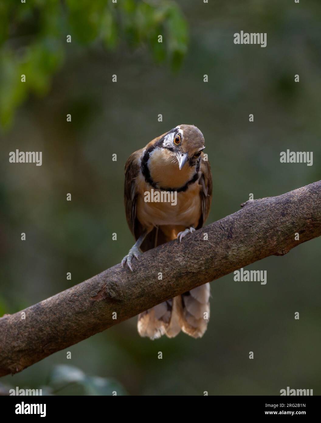 Greater Necklaced Laughingthrush (Pterorhinus pectoralis) at Kaeng ...