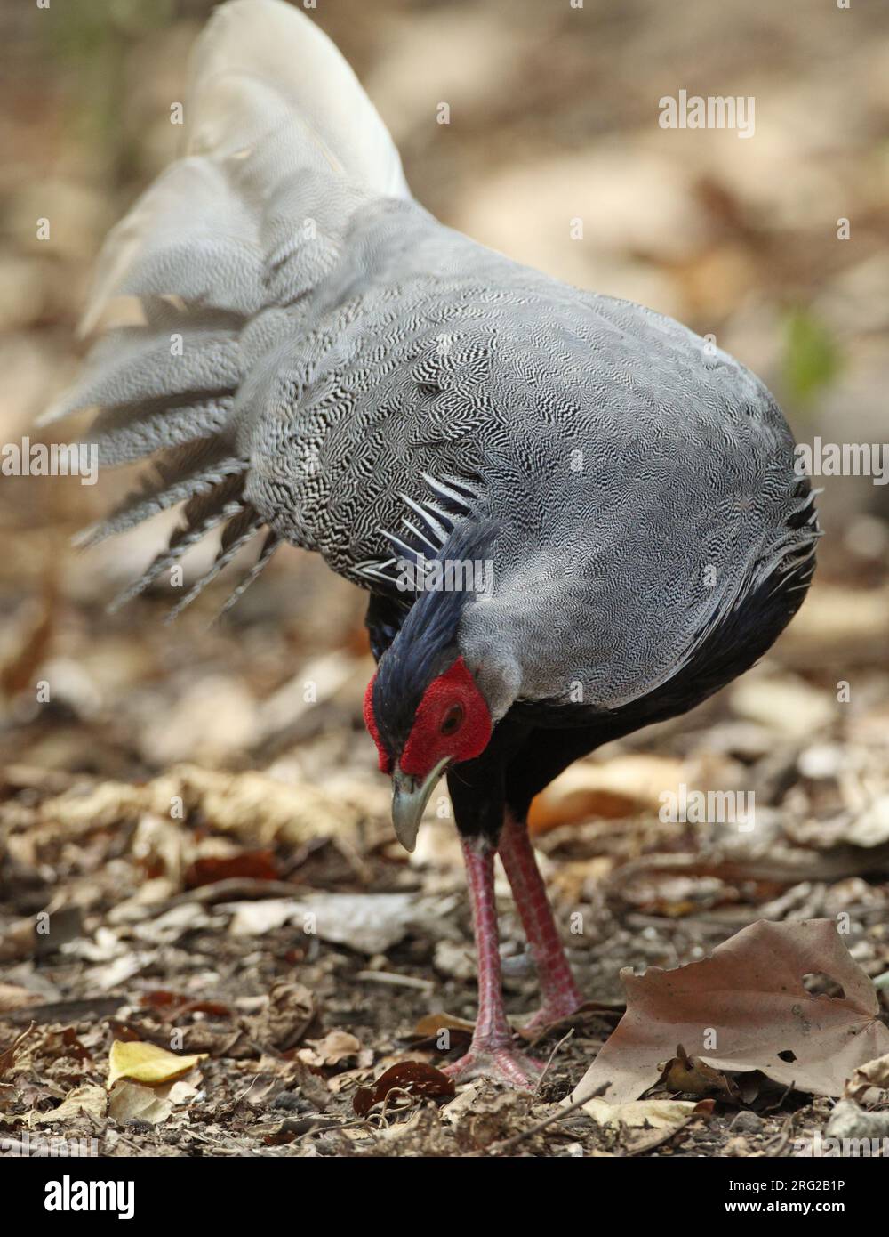 Kalij Pheasant (Lophura leucomelanos lineata) adult male at Kaeng ...