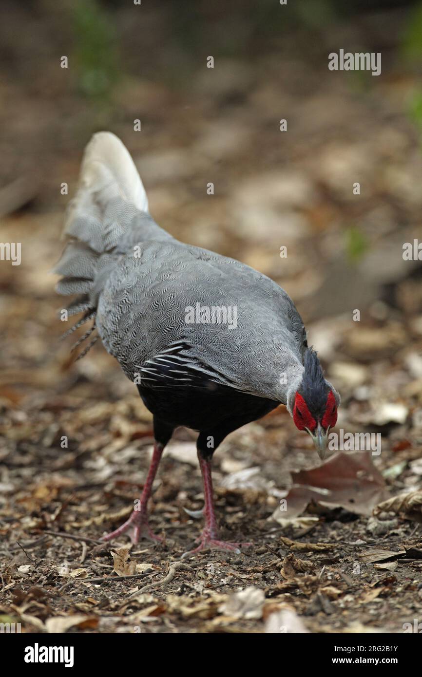 Kalij Pheasant (Lophura leucomelanos lineata) adult male at Kaeng ...