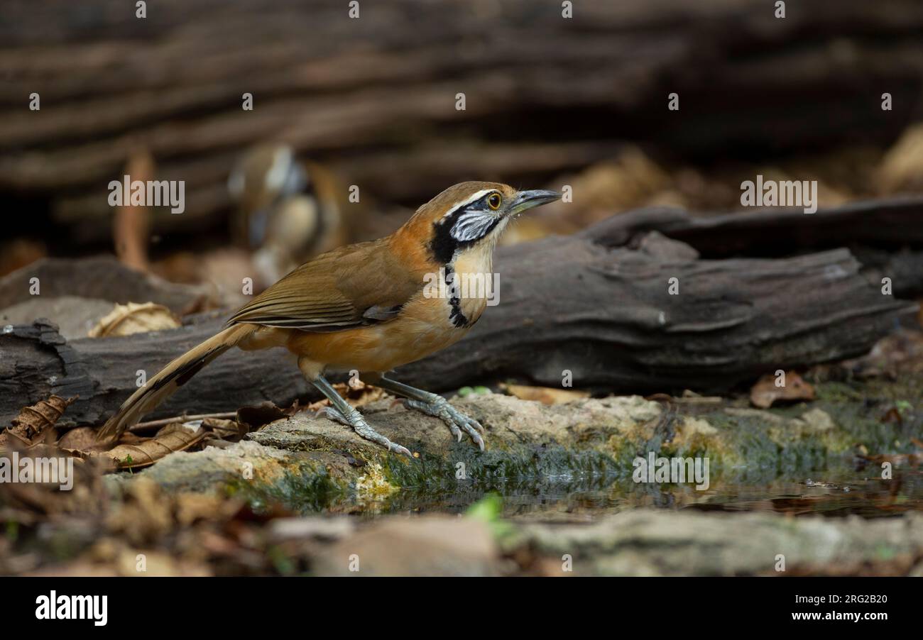 Greater Necklaced Laughingthrush (Pterorhinus pectoralis) at Kaeng ...