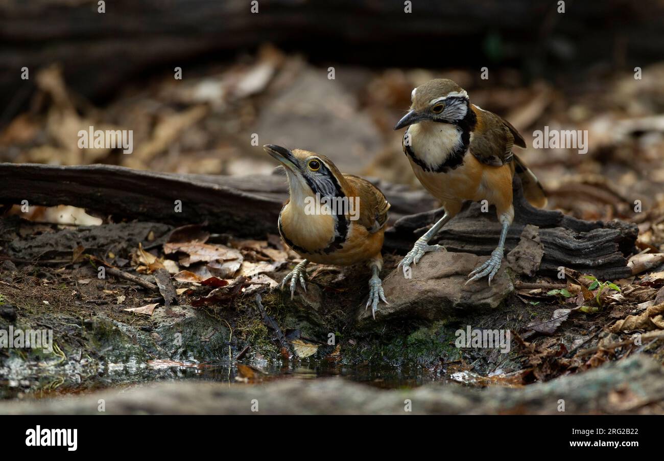 Greater Necklaced Laughingthrush (Pterorhinus pectoralis) at Kaeng ...