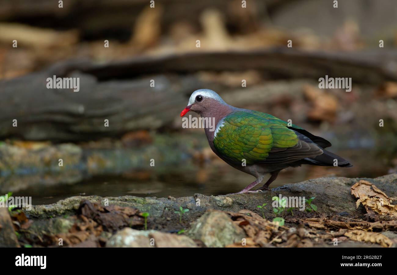 Common Emerald Dove (Chalcophaps indica) standing at a waterhole in ...