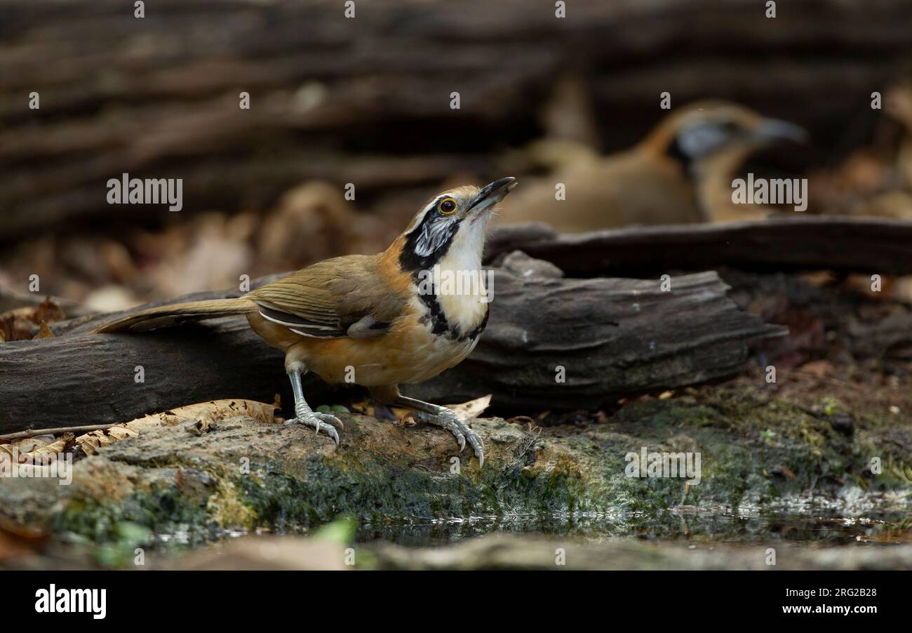 Greater Necklaced Laughingthrush (Pterorhinus pectoralis) at Kaeng ...
