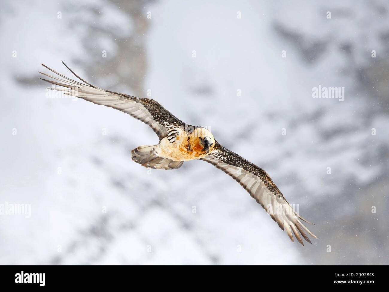 Bearded Vulture (Gypaetus barbatus) gliding in the sky in the high Alps ...