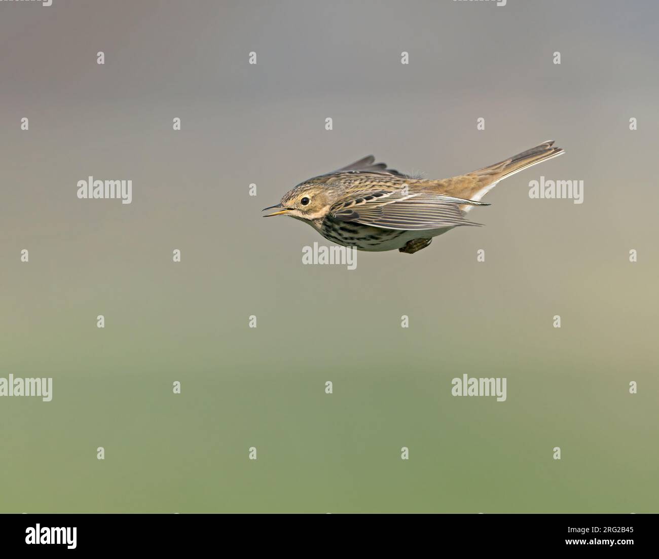 Singing and displaying Meadow Pipit (Anthus pratensis) in song flight ...