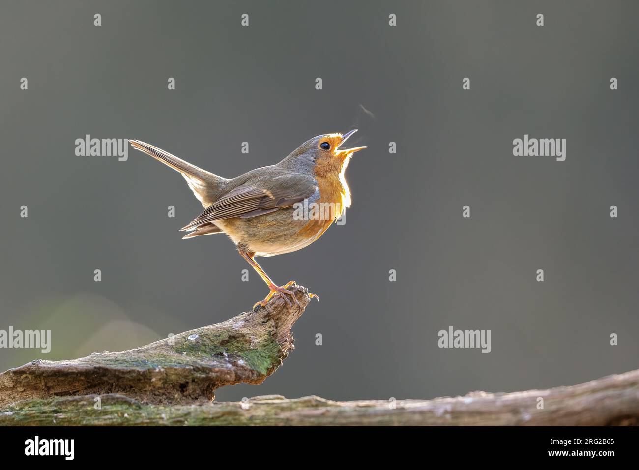 (European) Robin singing in early spring Stock Photo - Alamy
