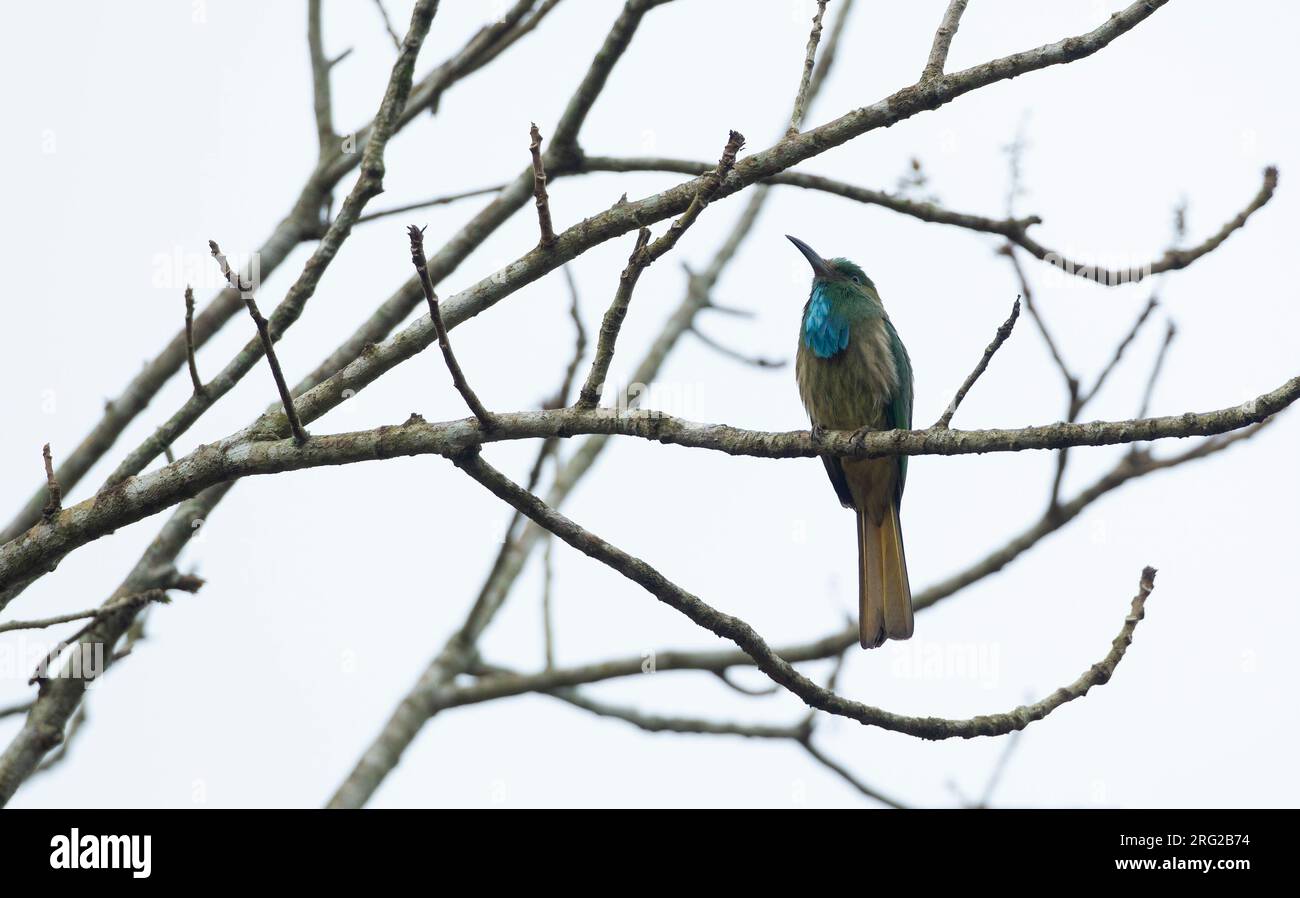 Blue-bearded Bee-eater (Nyctyornis athertoni) adult at Kaeng Krachan ...