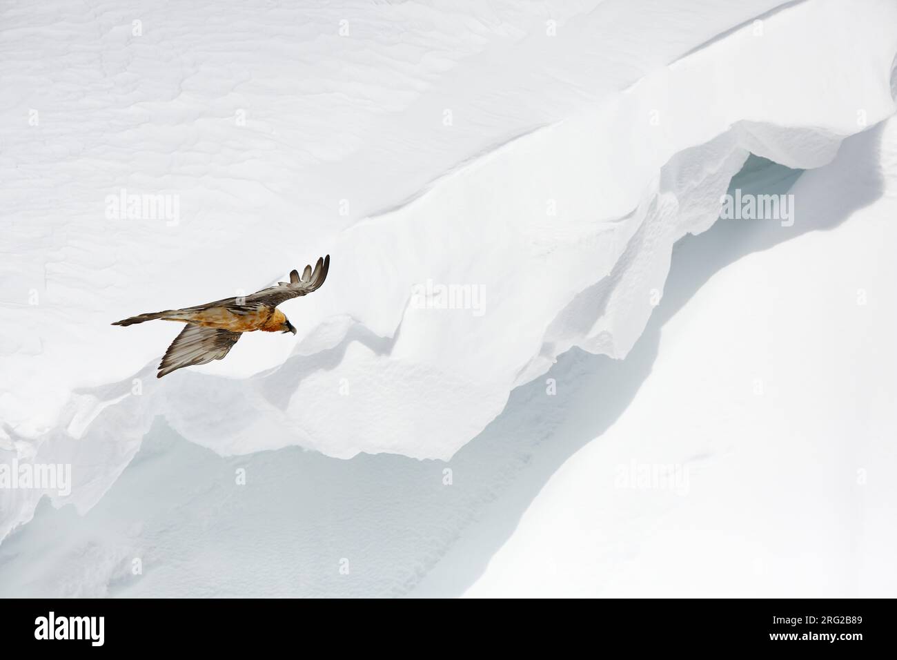 Bearded Vulture (Gypaetus barbatus) gliding in the sky in the high Alps ...