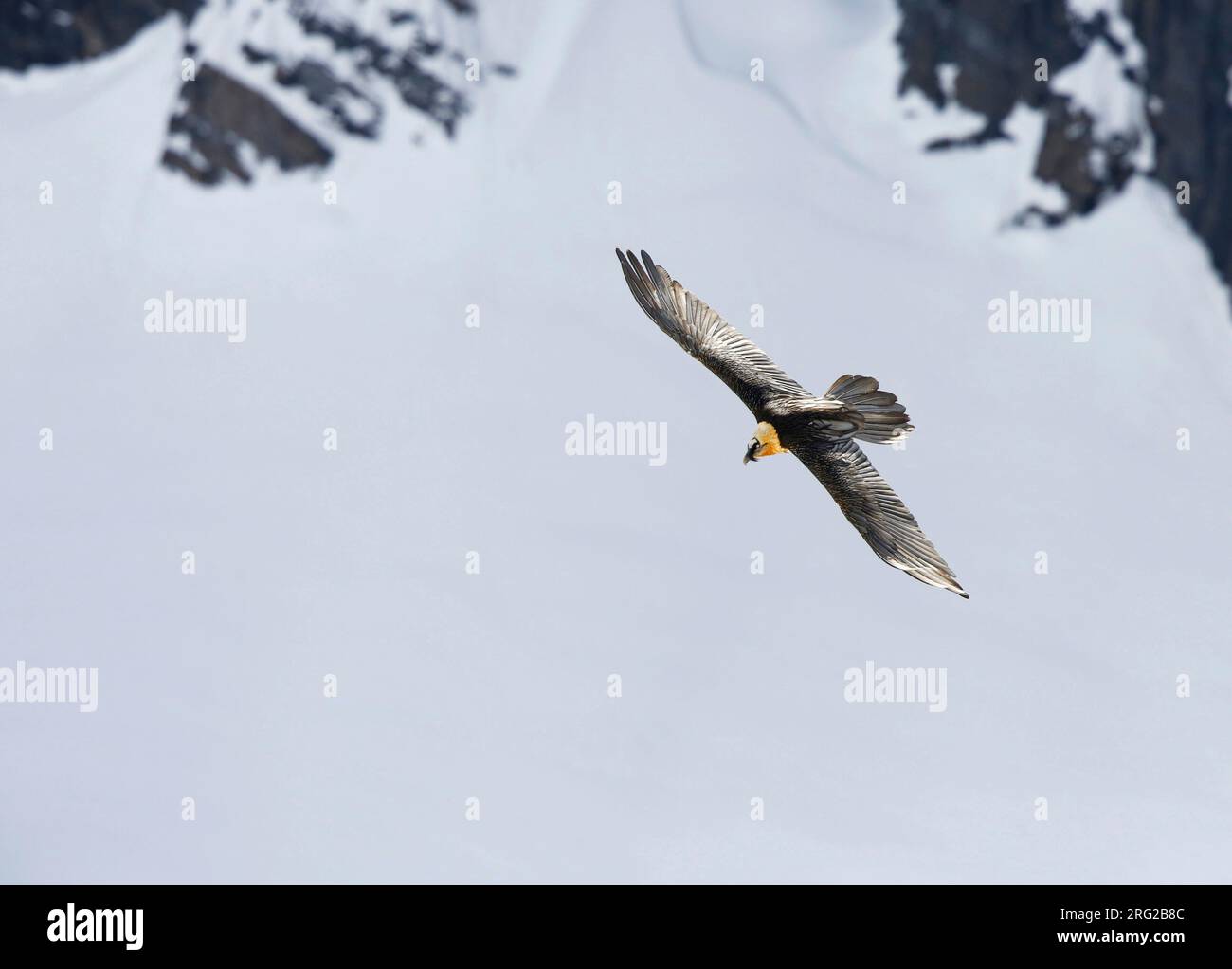 Bearded Vulture (Gypaetus barbatus) gliding in the sky in the high Alps ...