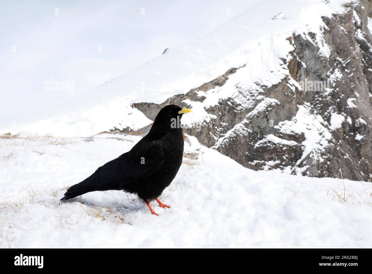 Alpine Chough (Pyrrhocorax graculus) in the high Alps mountains at the ...
