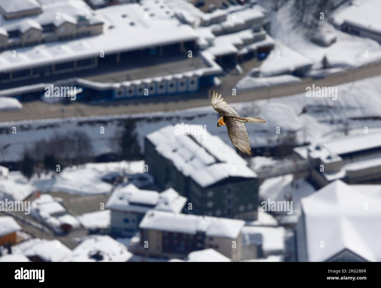 Bearded Vulture (Gypaetus barbatus) gliding in the sky in the high Alps ...