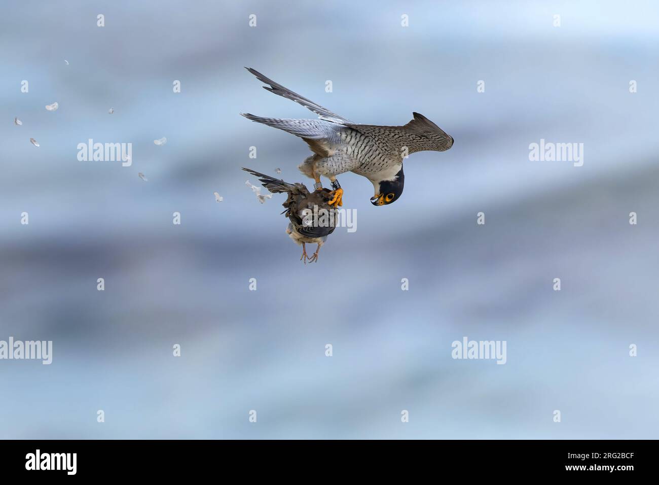 Peregrine Falcon Catching Prey In Air