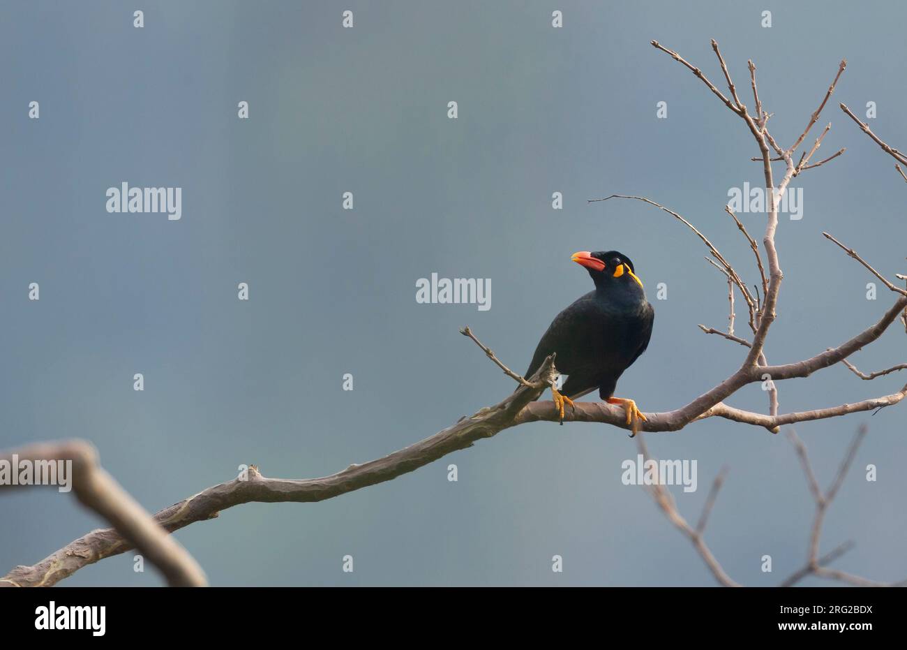 Common Hill Myna (Gracula religiosa) at Khao Yai, Thailand Stock Photo ...