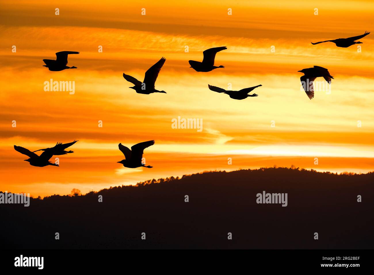 Koereiger; Cattle Egret; Bubulcus Ibis Stock Photo - Alamy