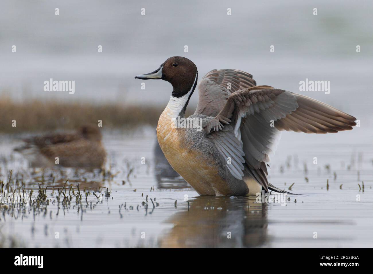 Codone; Northern Pintail; Anas acuta Stock Photo - Alamy