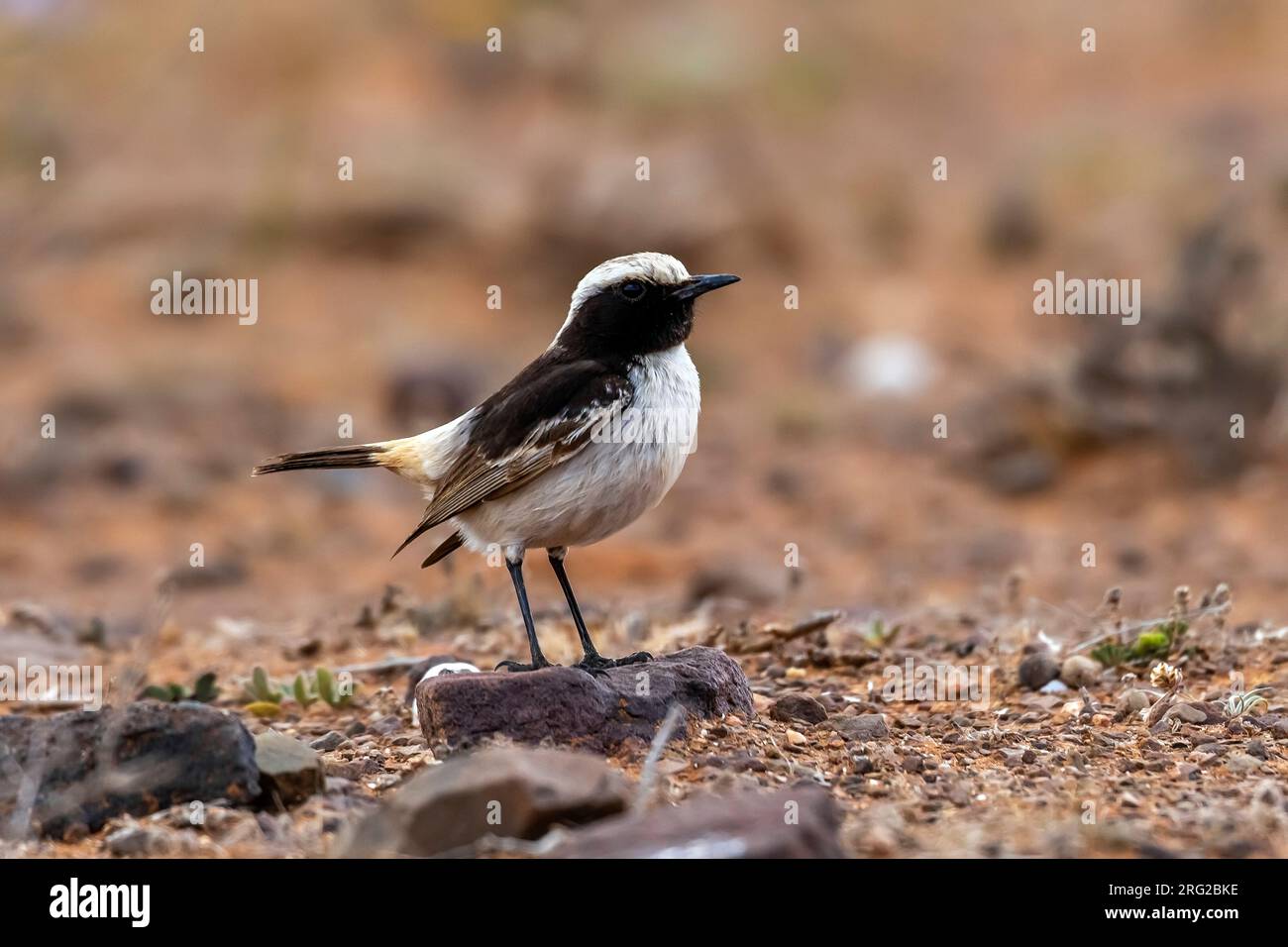 1st summer male North African Red-rumped Wheatear (Oenanthe moesta ...