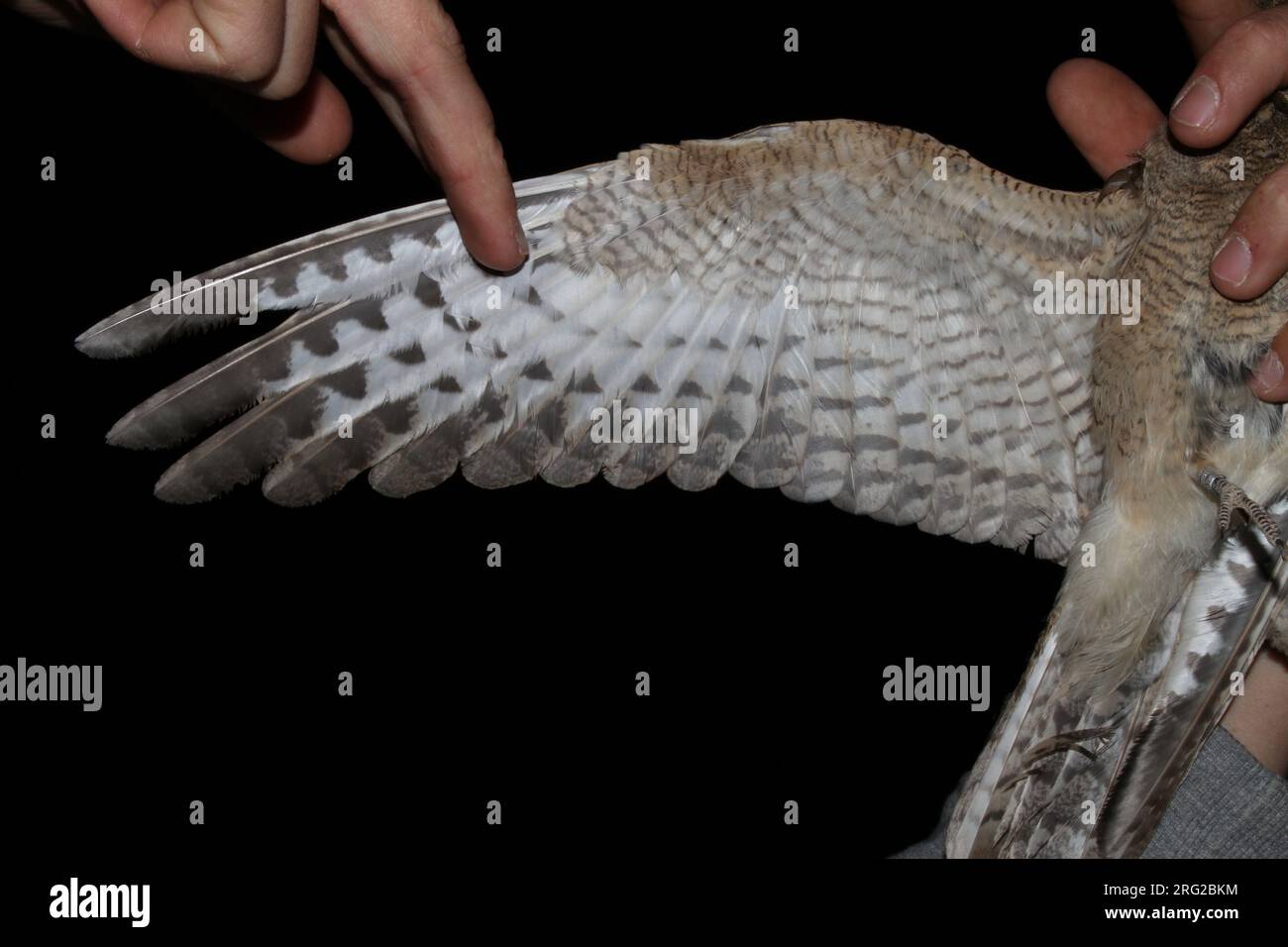 Egyptian Nightjar (Caprimulgus aegyptius) caught in a research station ...