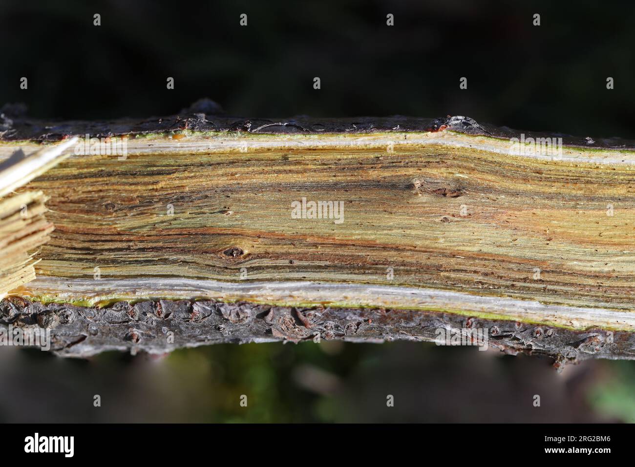 growth rings of a sumac sumach or rhus tree with colourful striations ...