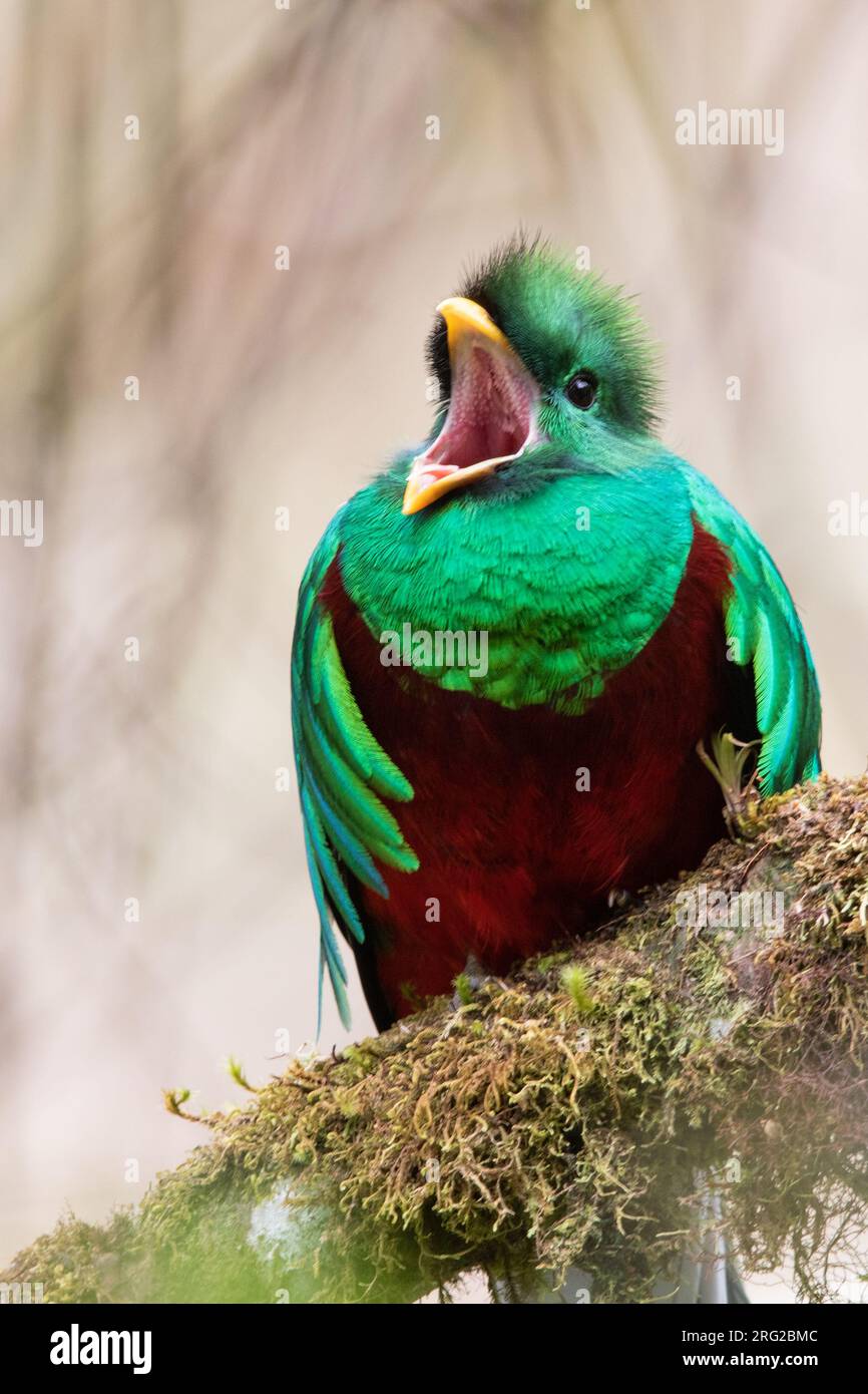 Male Resplendent Quetzal (Pharomachrus mocinno) perched on a branch in ...