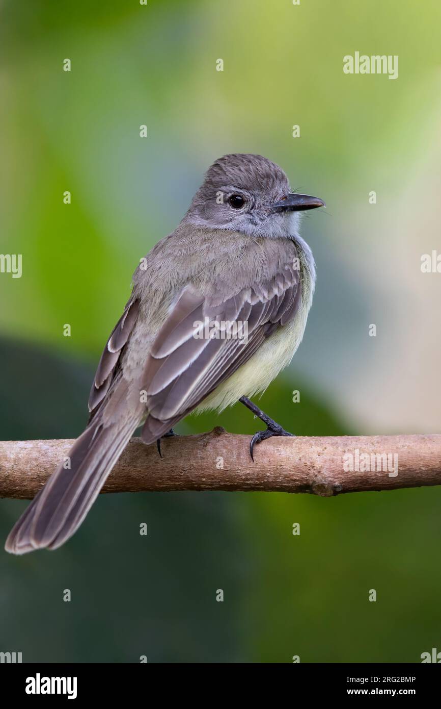 Panama Flycatcher (Myiarchus panamensis) perched on a branch in a ...