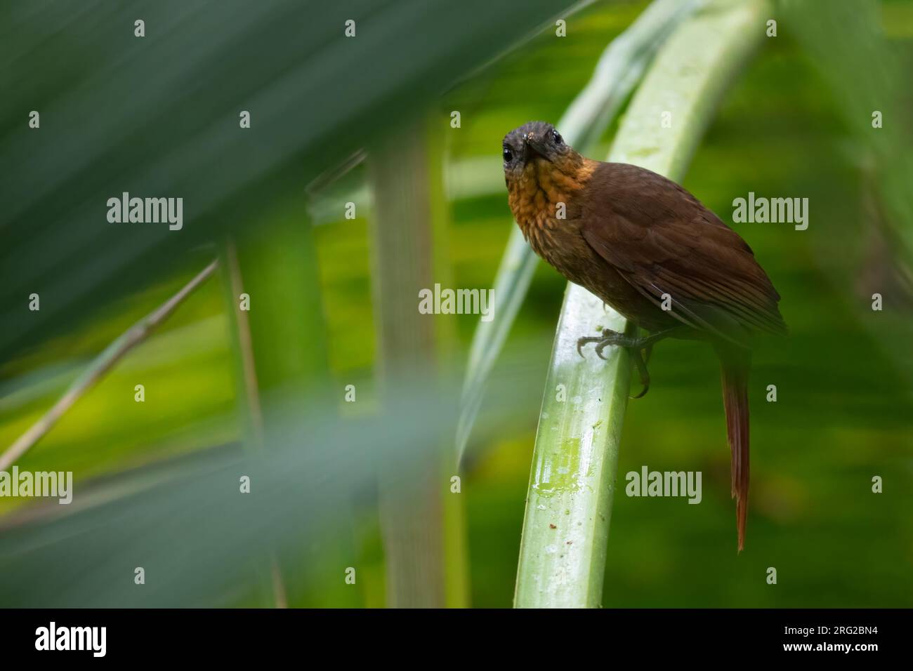 Furnariidae hi-res stock photography and images - Alamy