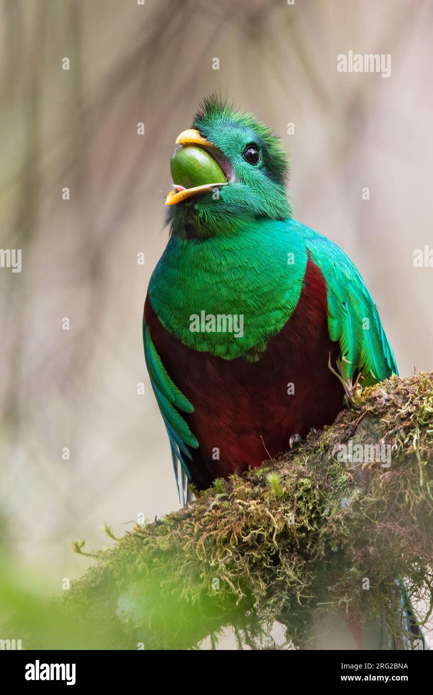 Quetzal Bird In Guatemala