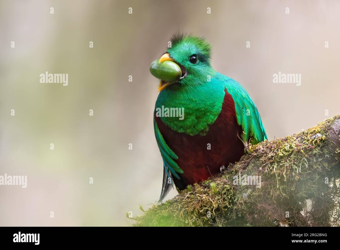 Male Resplendent Quetzal (Pharomachrus mocinno) perched on a branch in ...
