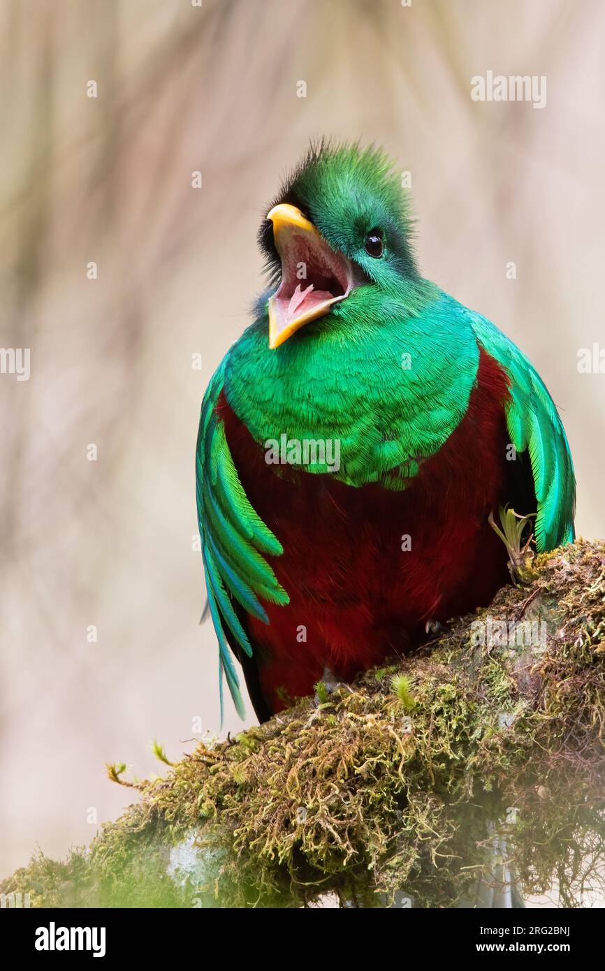 Male Resplendent Quetzal (Pharomachrus mocinno) perched on a branch in ...
