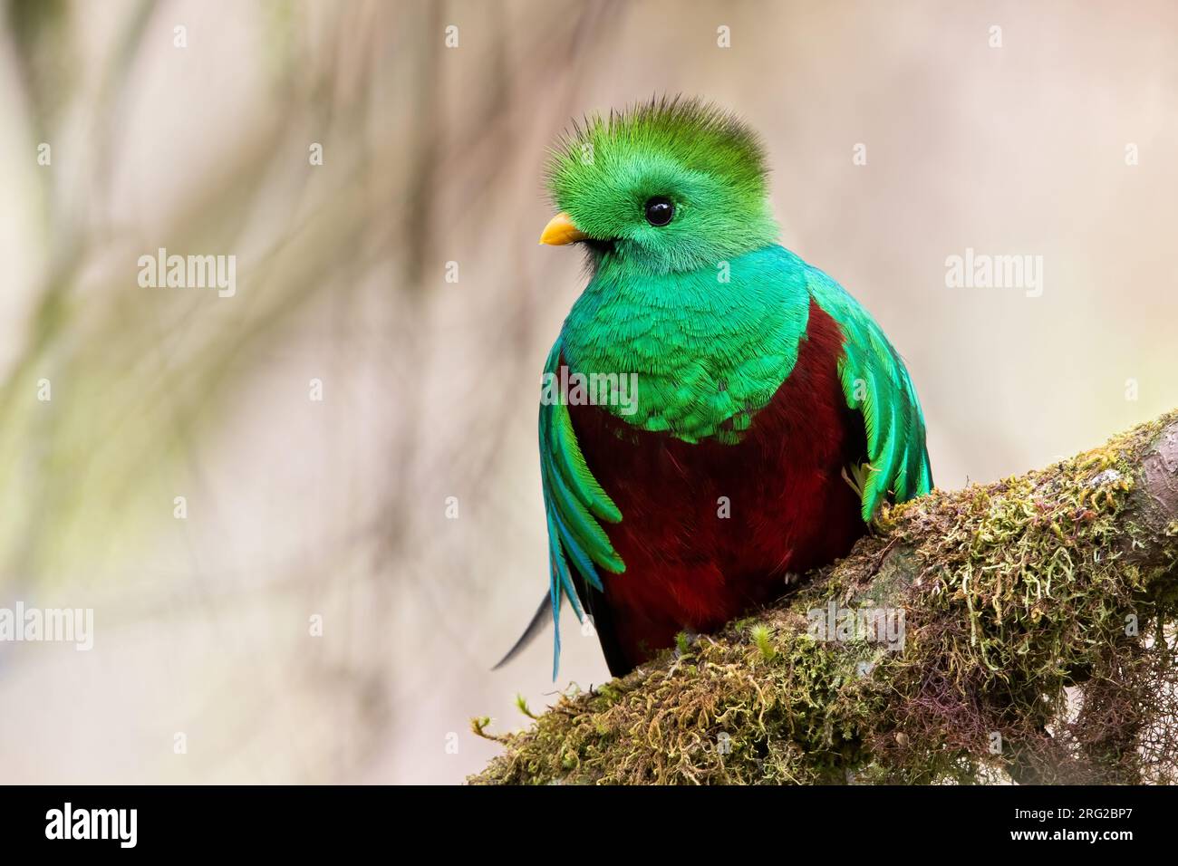 Male Resplendent Quetzal (Pharomachrus mocinno) perched on a branch in ...