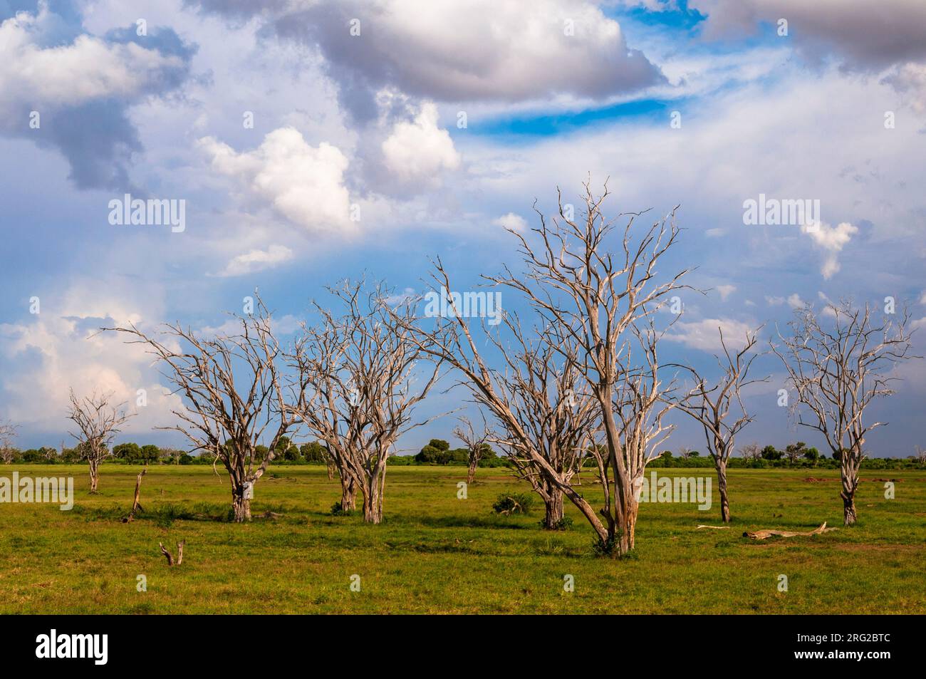 Skeletal dead trees on the savanna, under a cloud-filled sky. Tsavo ...