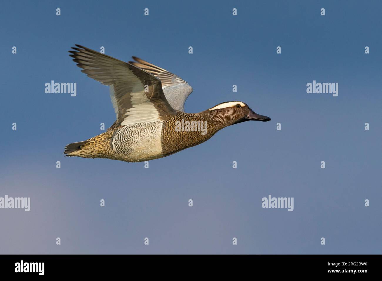 Flying male Garganey (Anas querquedula) during spring migration in ...
