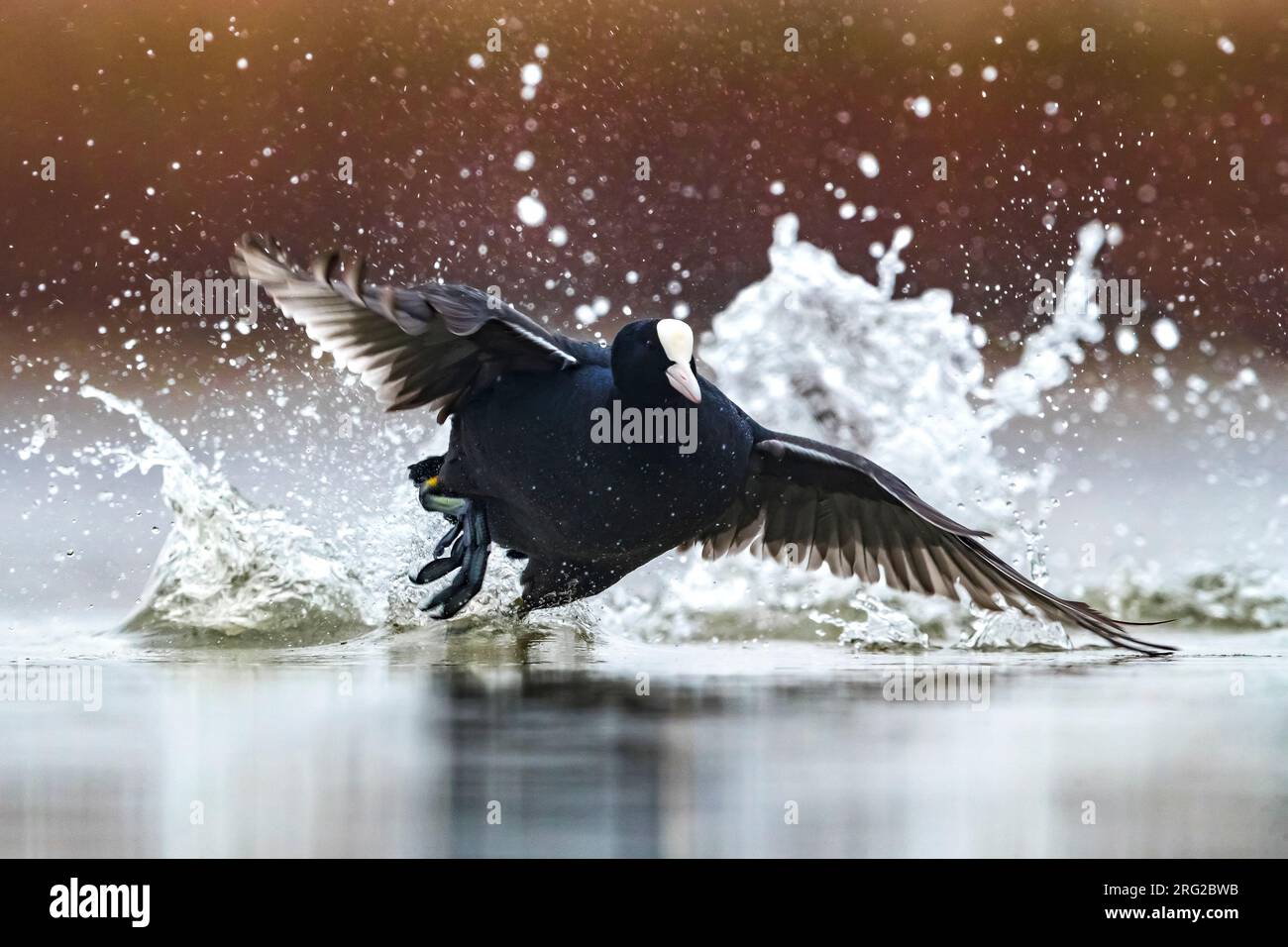 Aggressive Eurasian Coot (Fulica atra) in a shallow pond in Italy ...