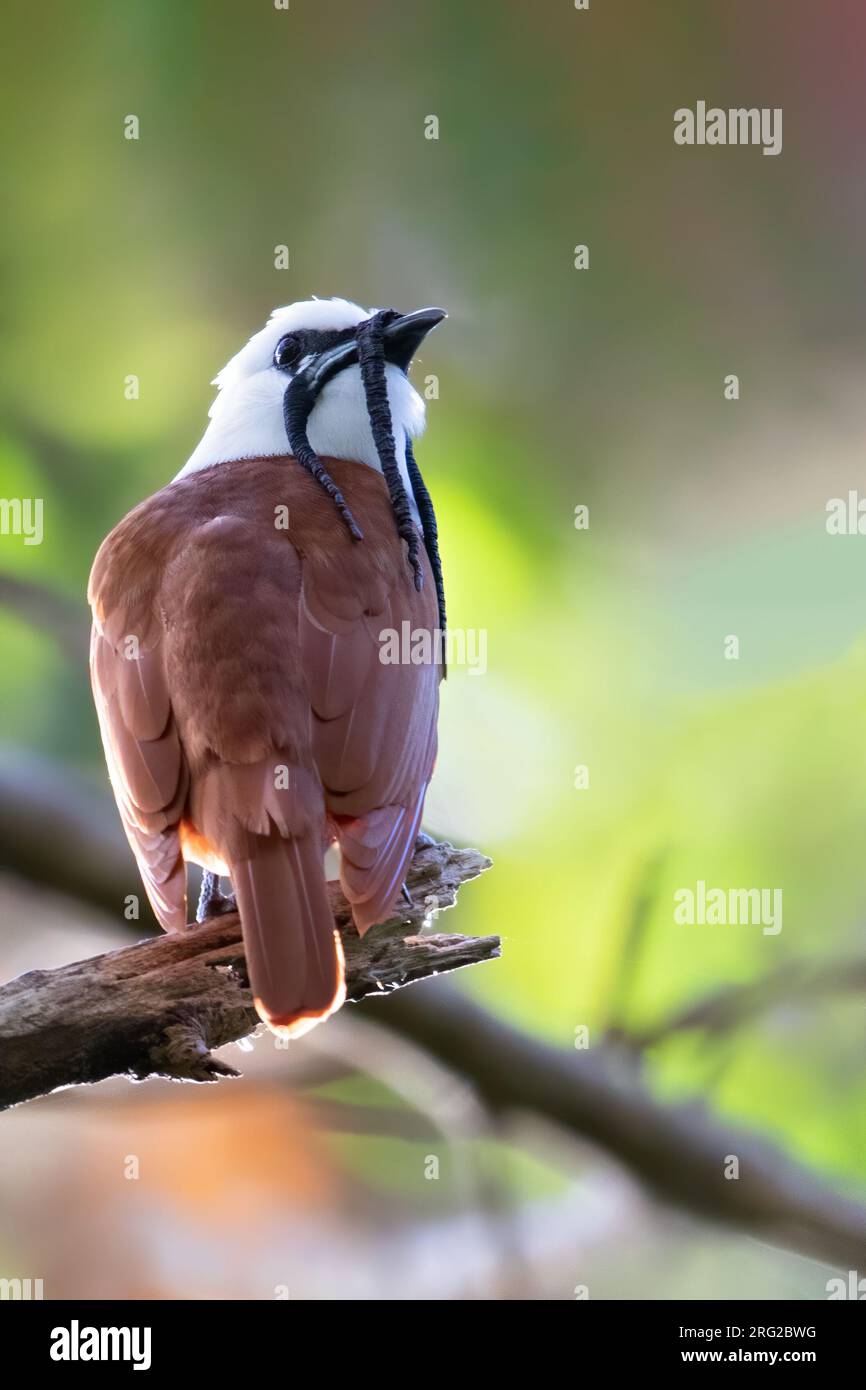 Wintering male Three-wattled Bellbird (Procnias tricarunculatus ...