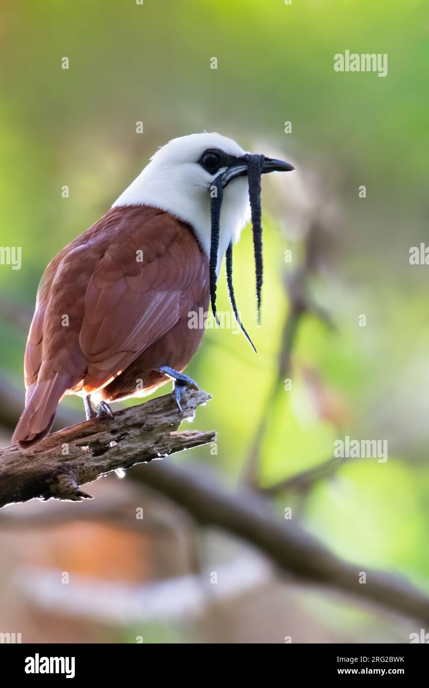 Wintering male Three-wattled Bellbird (Procnias tricarunculatus ...