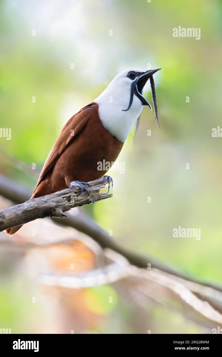 Three wattled bellbird procnias tricarunculatus hi-res stock ...