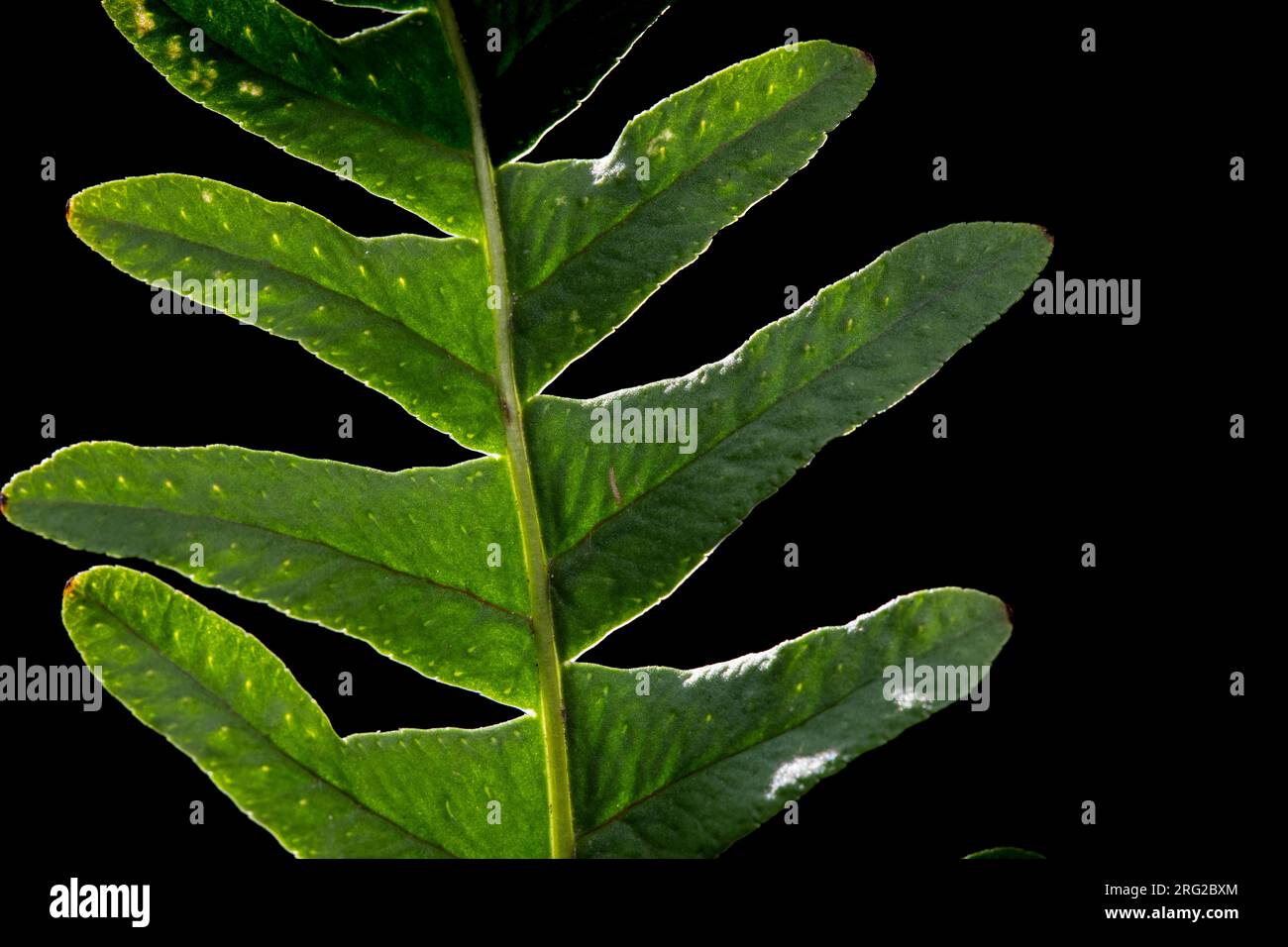 Intermediate Polypody, Polypodium Intermediate Polypody, Polypodium ...