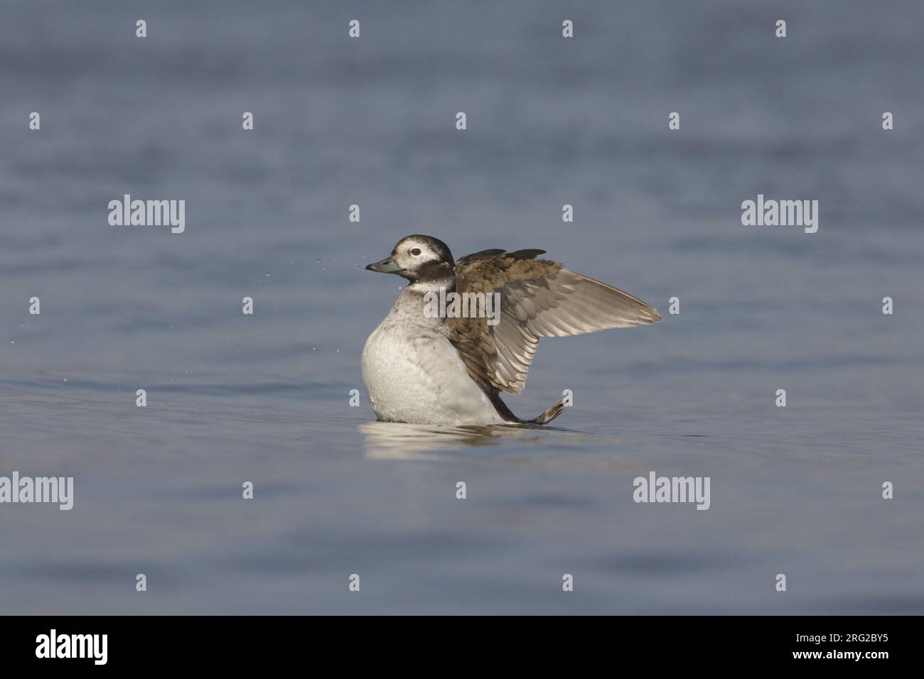 Long-tailed Duck female swimming with wing raised; IJseend vrouw ...