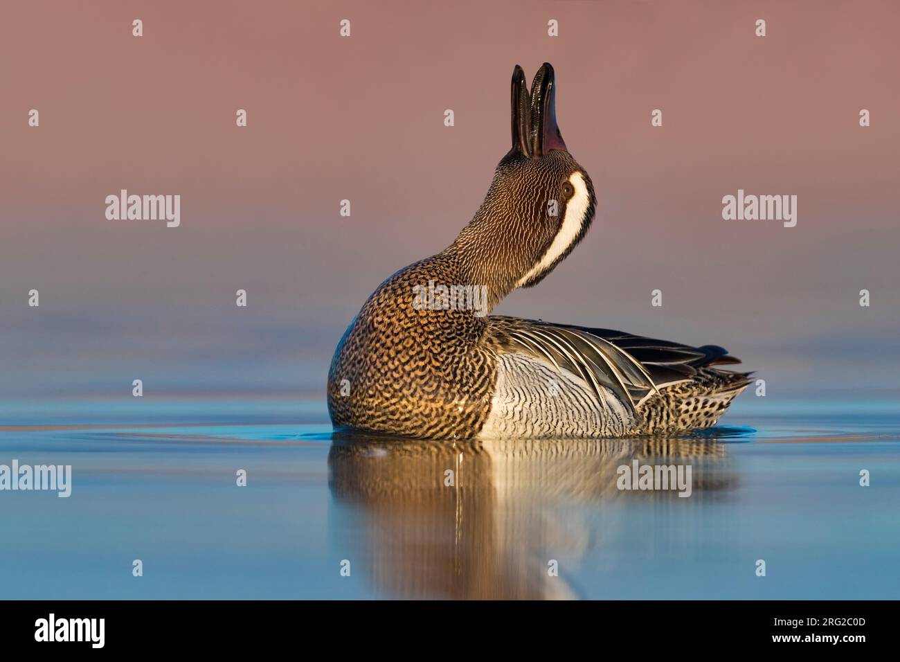 Displaying adult male Garganey (Anas querquedula) during spring ...