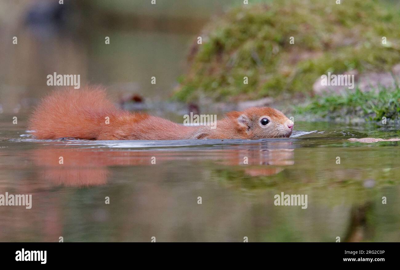 Red squirrel (Sciurus vulgaris) swimming in pond, seen fromthe right ...