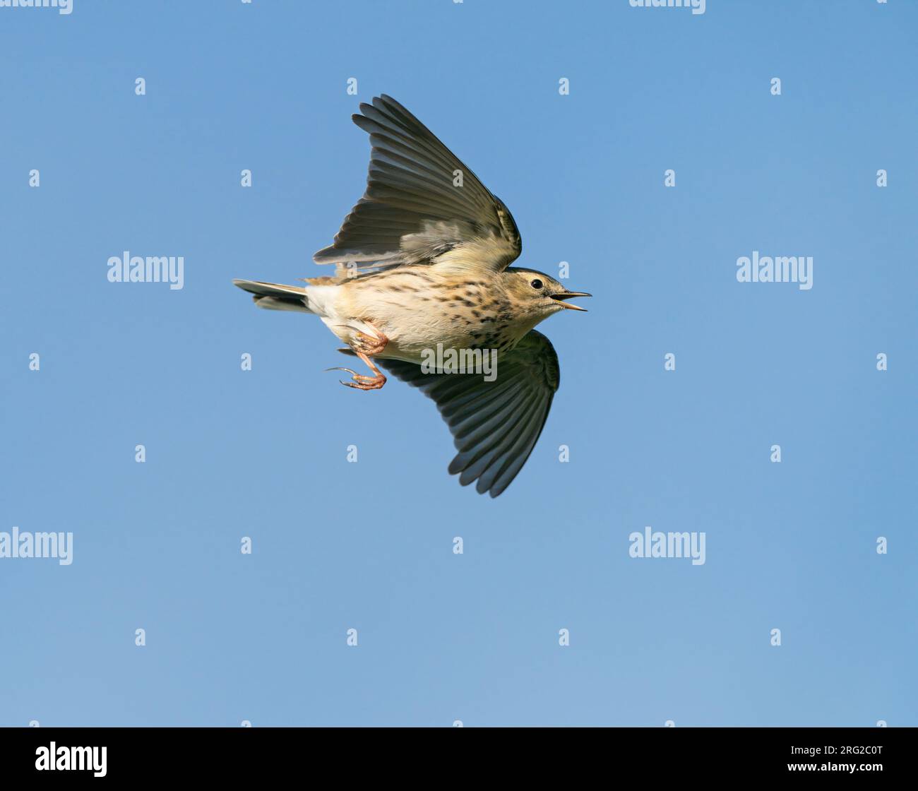 singing and displaying Meadow Pipit (Anthus pratensis) in song flight ...