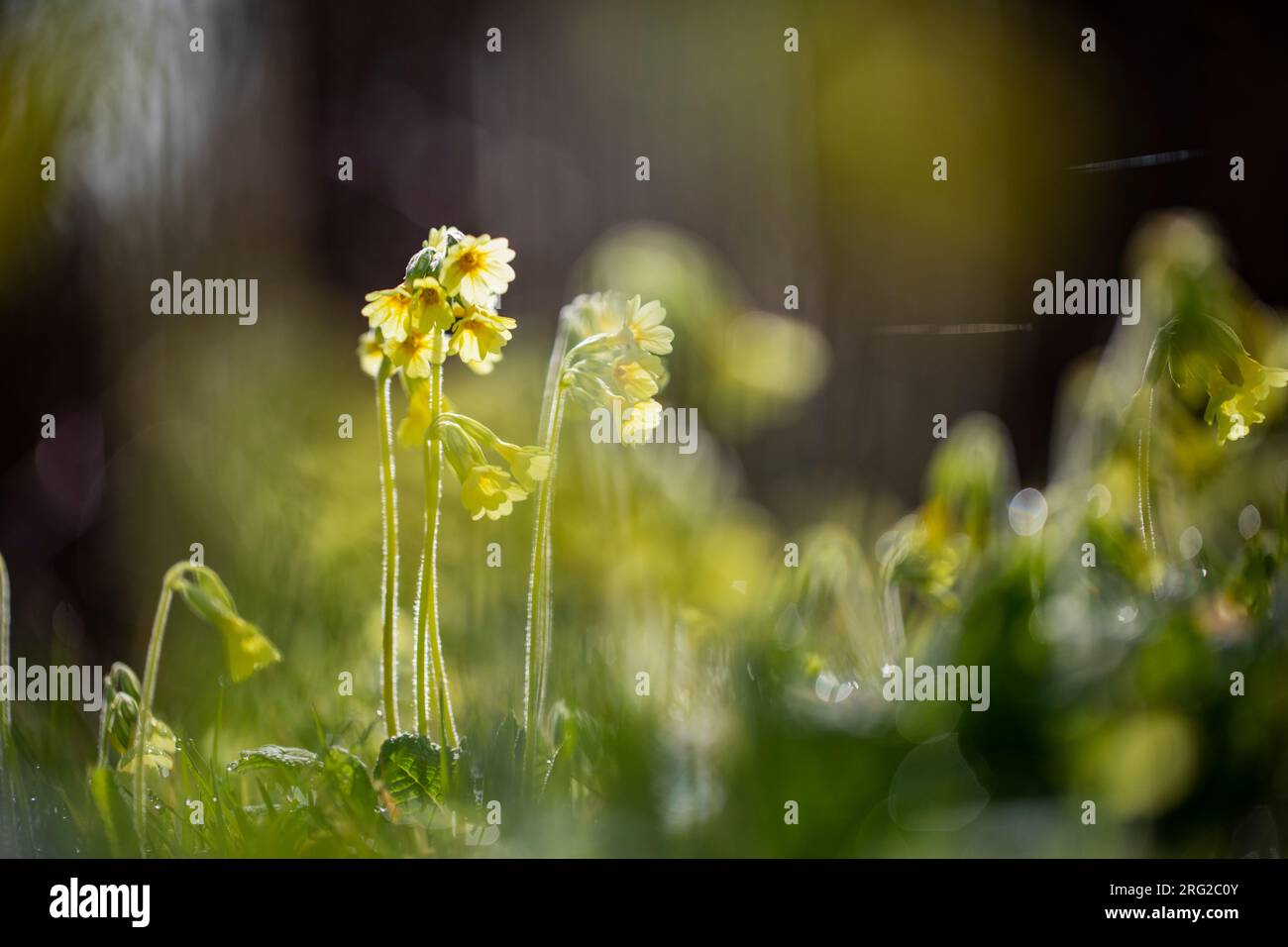 Oxlip, Primula elatior Stock Photo - Alamy