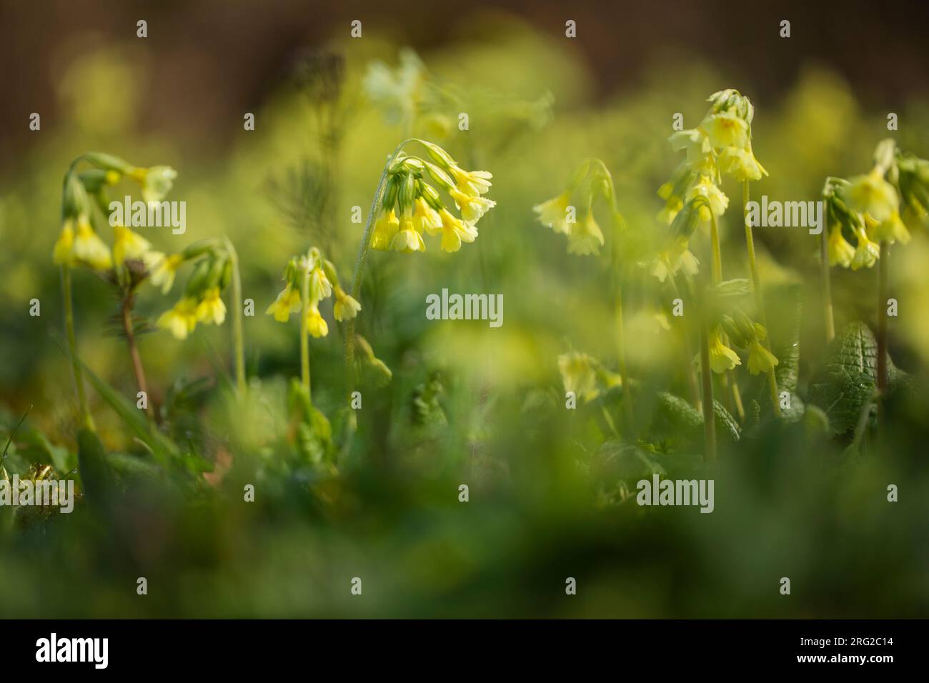 Oxlip, Primula elatior Stock Photo - Alamy