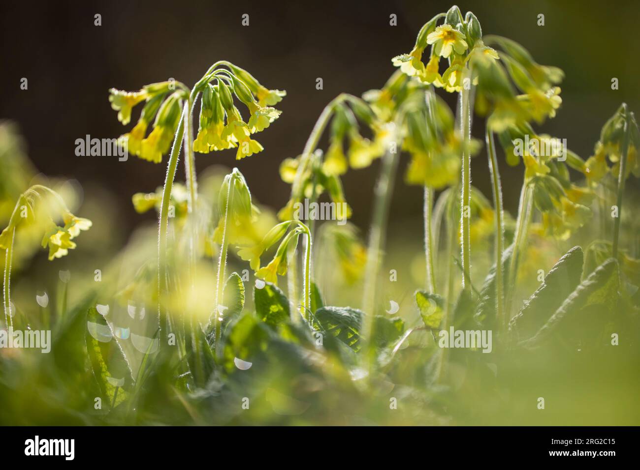 Oxlip, Primula elatior Stock Photo - Alamy