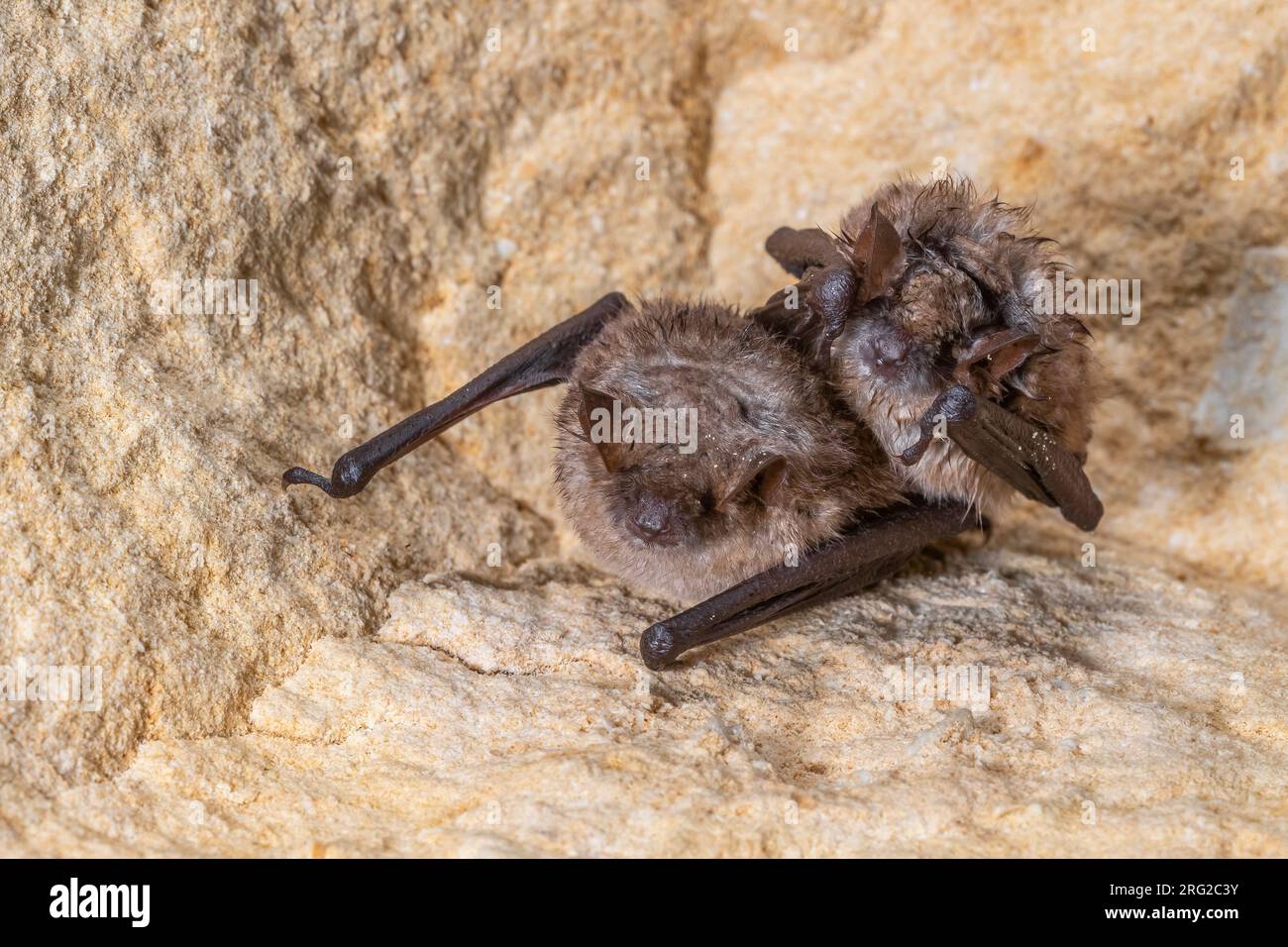 One bat in cave hi-res stock photography and images - Alamy