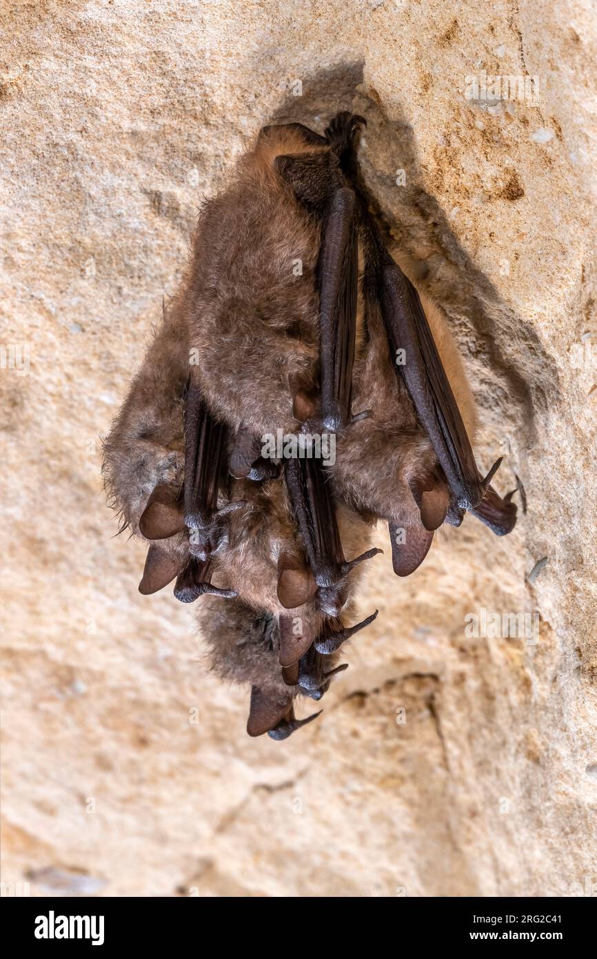 One bat in cave hi-res stock photography and images - Alamy