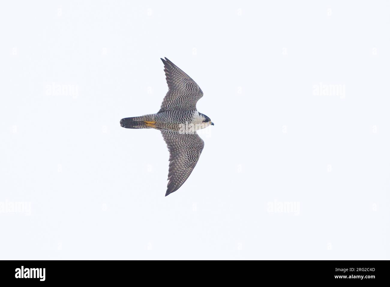 Peregrine Falcon, Falco peregrinus adult female flying with clear light ...